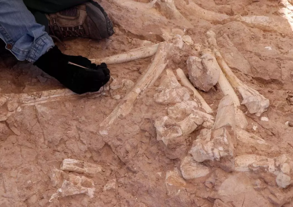 Archaeologists found 7.5 million-year-old giraffe bone in central ...