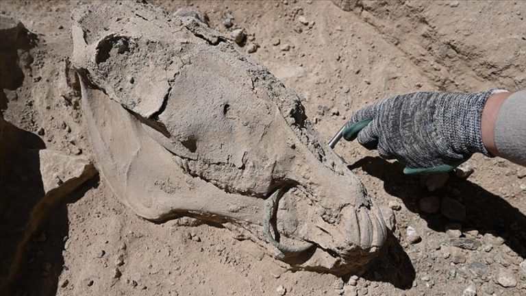 Archaeologists have discovered a horse skeleton with a bronze curb bit ...