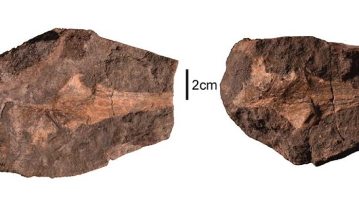 Remains of trematosaurs from 250 million years ago found in Poland ...