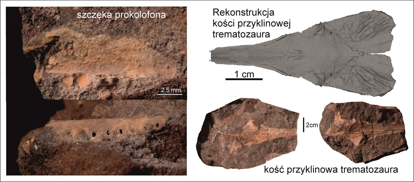 Remains of trematosaurs from 250 million years ago found in Poland ...