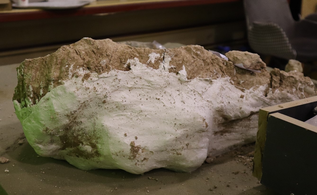8 million-year-old 'giant pig' skull discovered in Central Anatolia ...