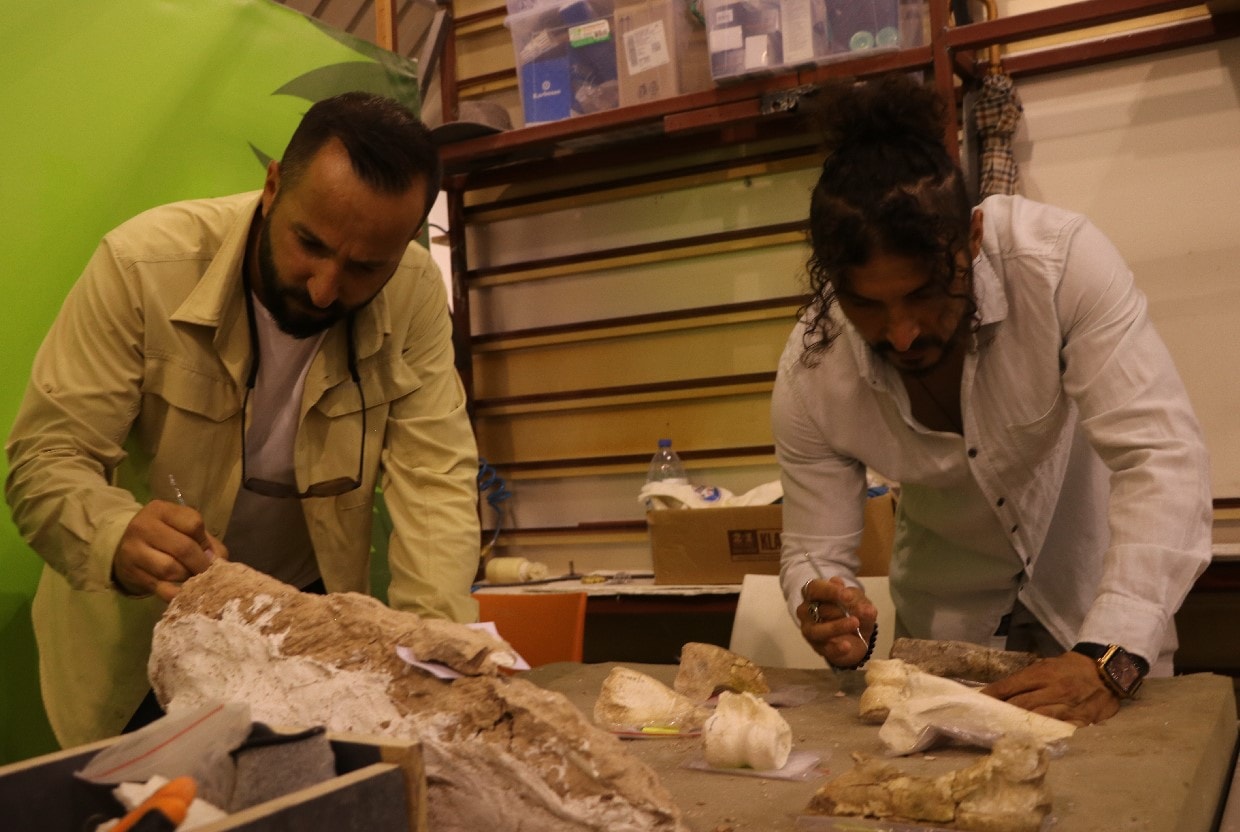 8 million-year-old 'giant pig' skull discovered in Central Anatolia ...