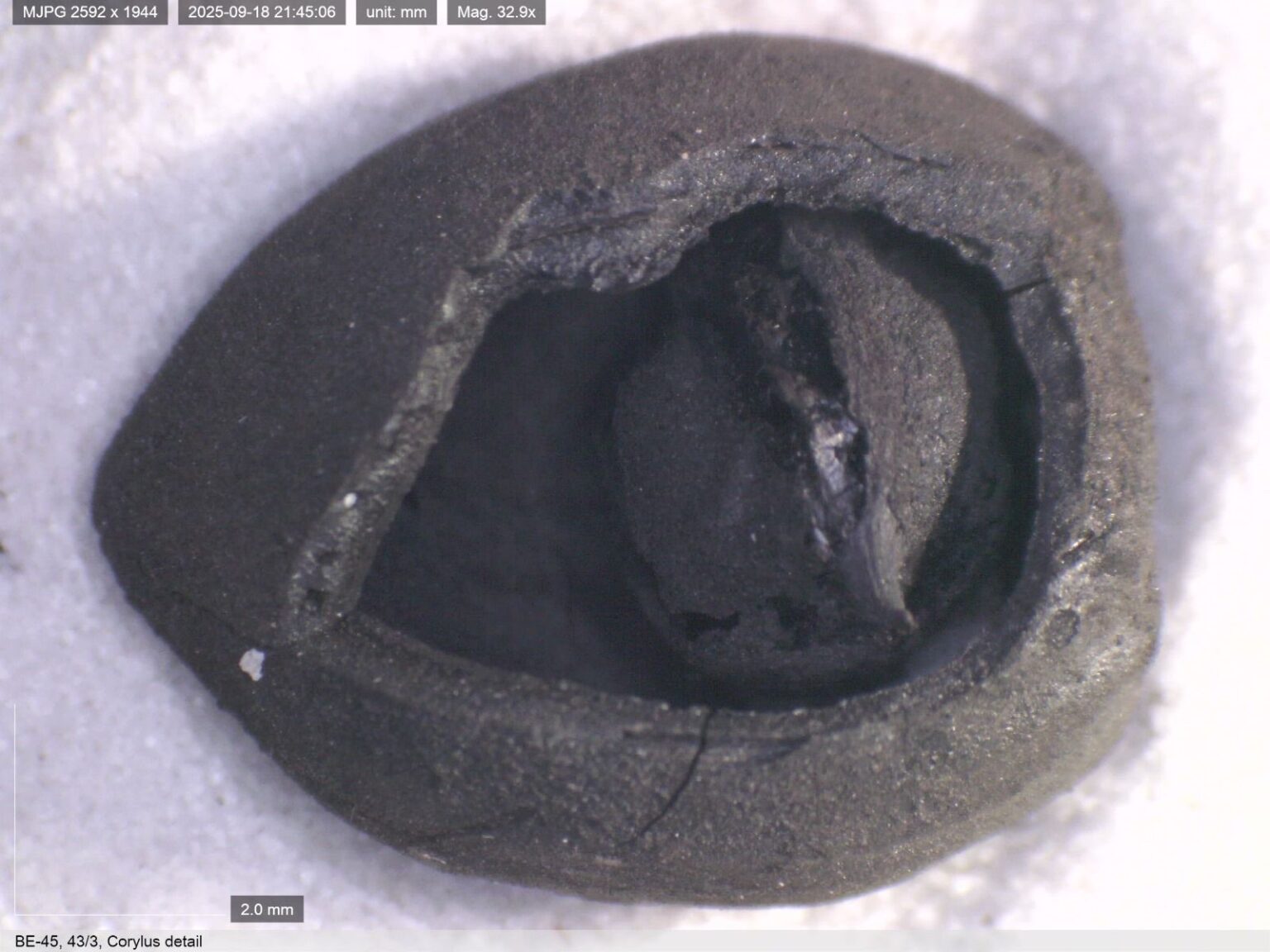 Anatolia’s Ancient Taste: 8,600-Year-Old Bread and 4,000-Year-Old ...